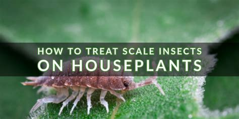 How To Treat Scale Insects On Houseplants Indoor Gardening