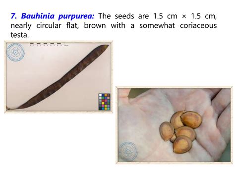 Identification Of Seeds Of Important Tree Spspptx4pptx