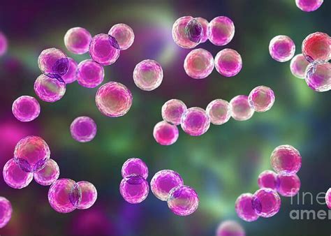 Pediococcus Bacteria 8 Greeting Card By Kateryna Kon Science Photo