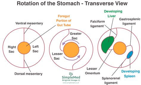 Gi Tract Development Foregut Midgut And Hindgut Simplemed