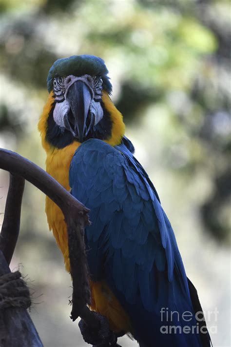 Talking Blue And Gold Macaw Parrot On A Perch Photograph By Dejavu