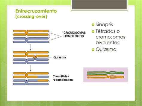Ppt Meiosis Powerpoint Presentation Free Download Id1917477