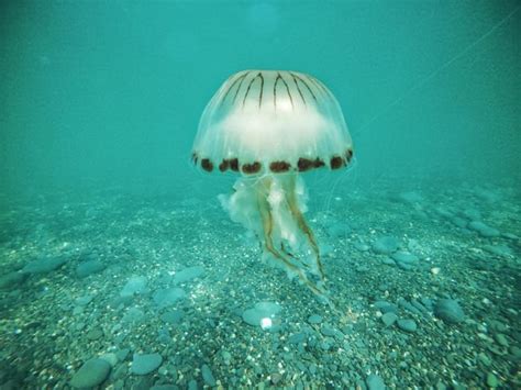 Wibble Wobble Wibble Wobble Jelly On A Plate Rthedepthsbelow