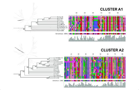 clusters a1 and a2 multiple sequence alignment visualized on a