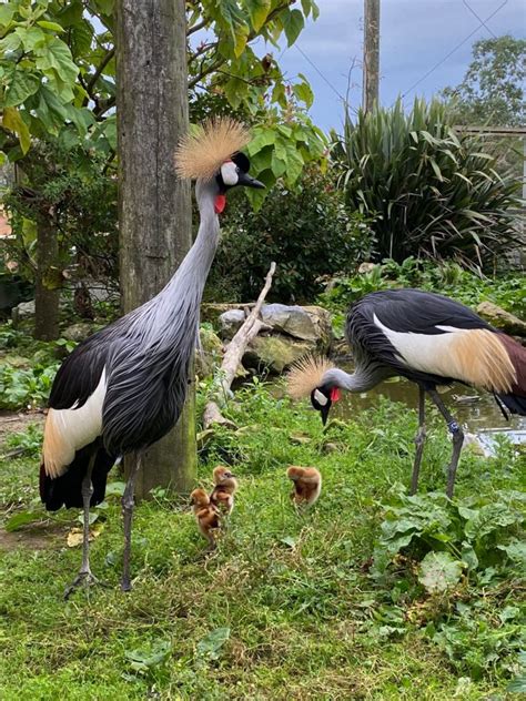 African Crowned Crane Facts