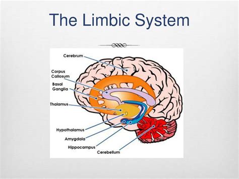 Ppt Chapter 2 Powerpoint Presentation Free Download Id640077