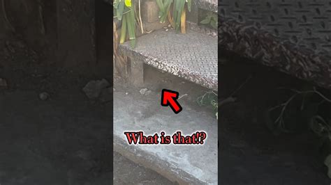 Please Rest Assured This Is Not Suspicious 😂 Geocaching Treasurehunt ジオキャッシング Short Youtube