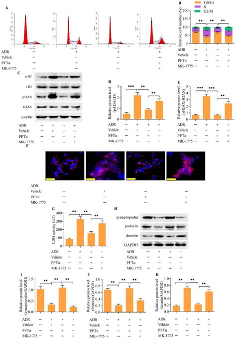 Hyperactivation Of P53 Contributes To Mitotic Catastrophe In Podocytes