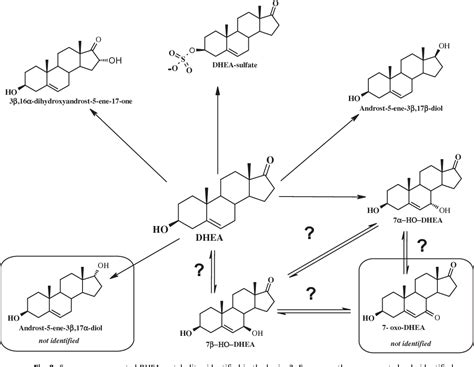Dhea Structure At Todd Bushman Blog
