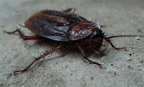 German Cockroach Infestation All Star Pest Control Wichita