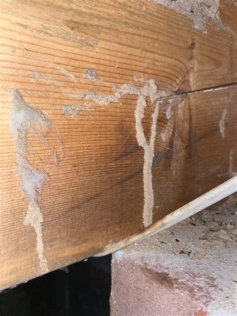 Orkin Termite Control Since 1995 Rpestcontrol