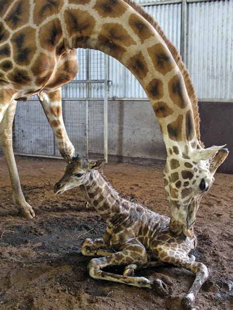Famous Kissing Giraffe Becomes A Mum Again Abc News