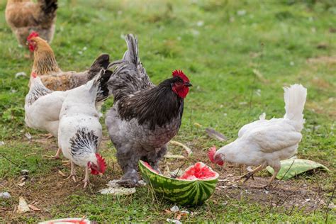 Sustainable Agriculture Definition Practices Methods Examples