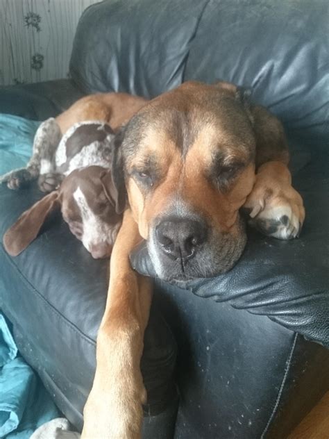 My 15 Week Old Springer Cross Pointer And My 9 Year Old Mastiff Cross