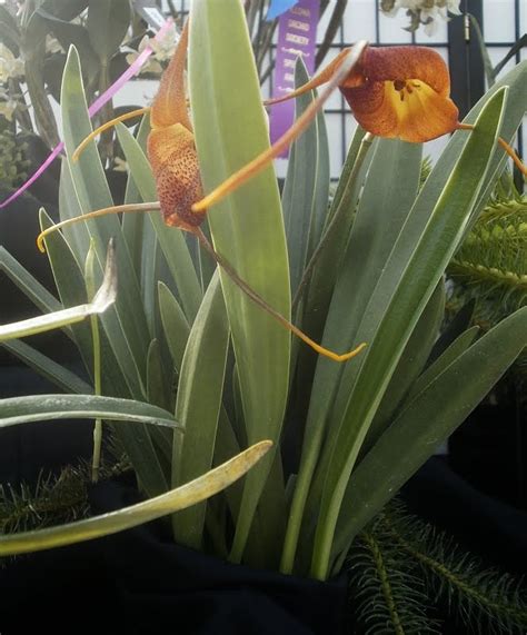 Plants Are The Strangest People Pretty Pictures Masdevallia Princeps