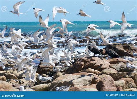 Flock Of Terns Stock Image Image Of Line Migrate Wings 16205565
