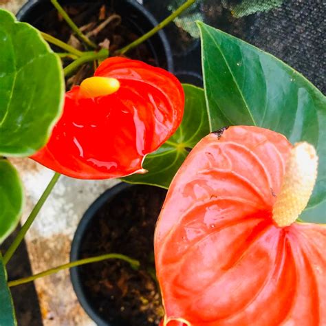 Samagi Plant Nursery Added A New Photo Samagi Plant Nursery