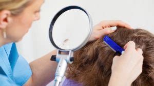What Do Lice Eggs Look Like Complete Removal Guide