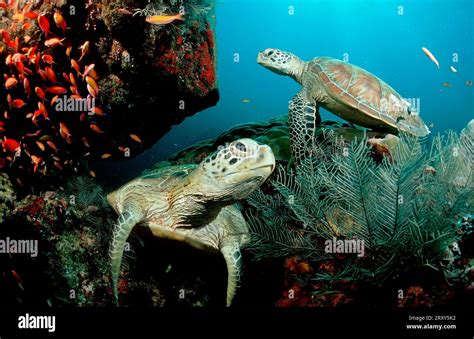 Green Turtles Chelonia Mydas At Cleaning Station Sipadan Malaysia