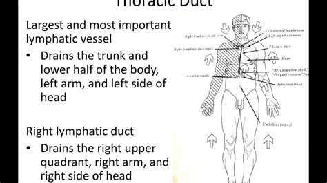 My Basic Overview Of The Lymphatic System