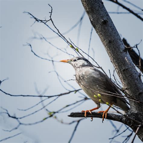 【灰椋鸟摄影图片】生态摄影y650513的博客太平洋电脑网摄影部落