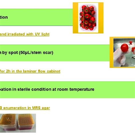 Schematic Representation Of Adhesion In The Food Model Assay First