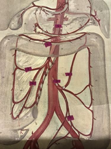 Blue Chart Arteries Flashcards Quizlet