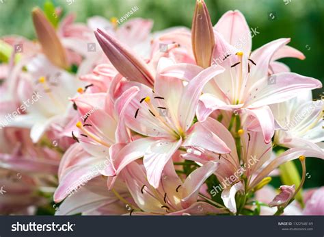 Lilium Flower