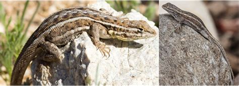 New Mexico Lizard Identification