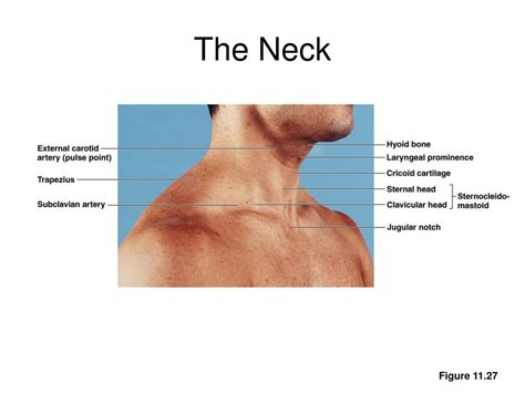 Ppt Surface Anatomy Powerpoint Presentation Free Download Id338316