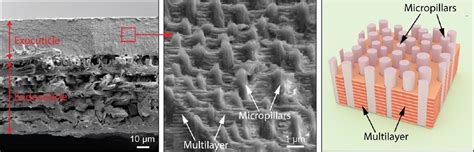Microstructure Found In Beetles Exoskeleton Contributes To Color And