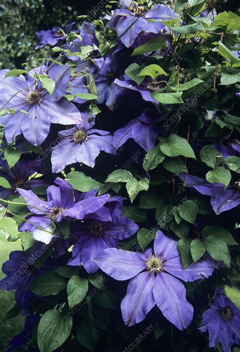 Clematis Elsa Spath Flowers Stock Image B5850048 Science Photo