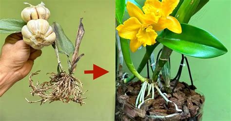 Not Many People Know That Withered Orchid Will Quickly Revive Roots