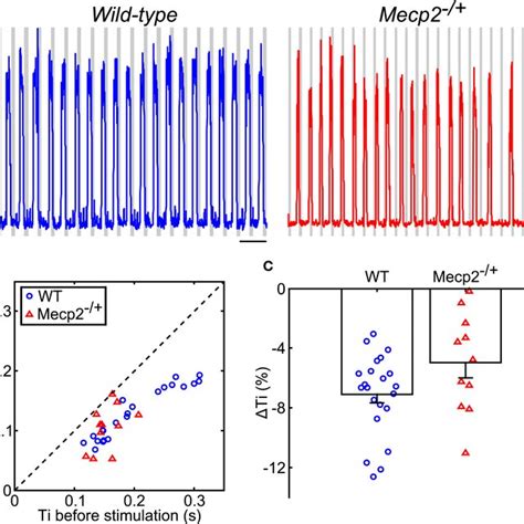Heringbreuer Feedback Stimulation Decreases Inspiratory Phase Duration Download Scientific