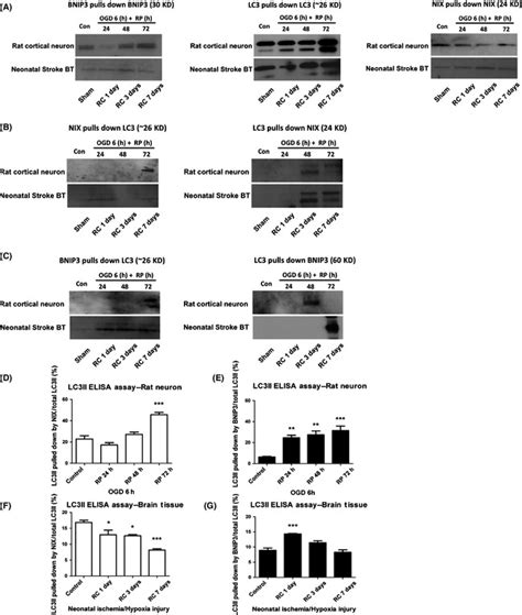 Bnip3 Interacting With Lc3 Triggers Excessive Mitophagy In Delayed