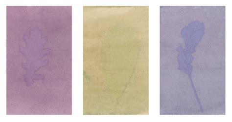 Anthocyanins Exploring Ph Indicators In Anthotype Printing