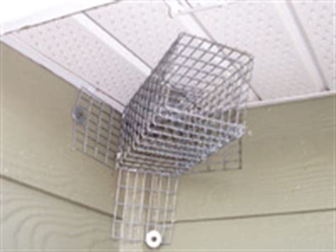 How to Trap a Squirrel Trapping Tips Bait