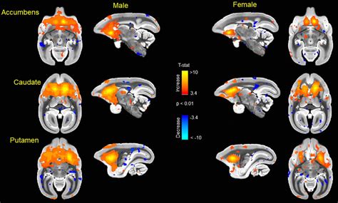 Sex Differences In Cognitive Flexibility And Resting Brain Networks In Middle Aged Marmosets