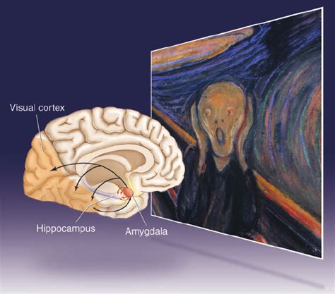 An Emotional Perceptual Memory Circuit In The Human Brain The Amygdala