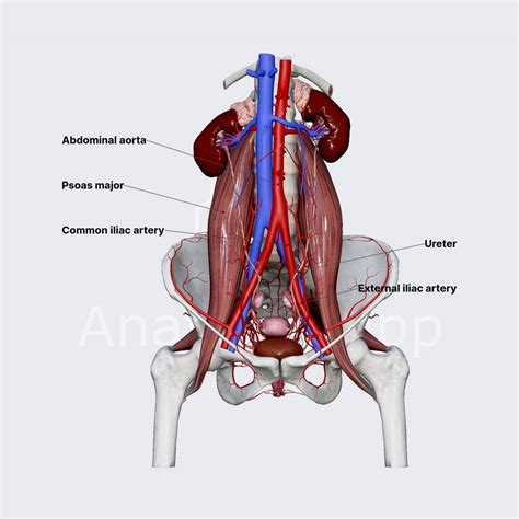 Common Iliac Artery Model