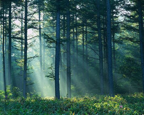 Twilight Forest Wallpapers Wallpaper Cave