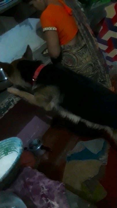 Germanshepherd Femaledog Cutepuppy Doglover Dogowner Youtube