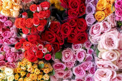 Rose Color Symbols