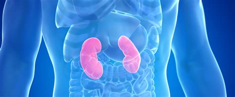 Albumin Learning Network