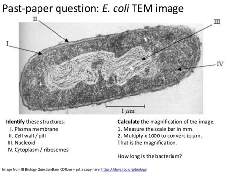 Plasmid In Eukaryotic Cells