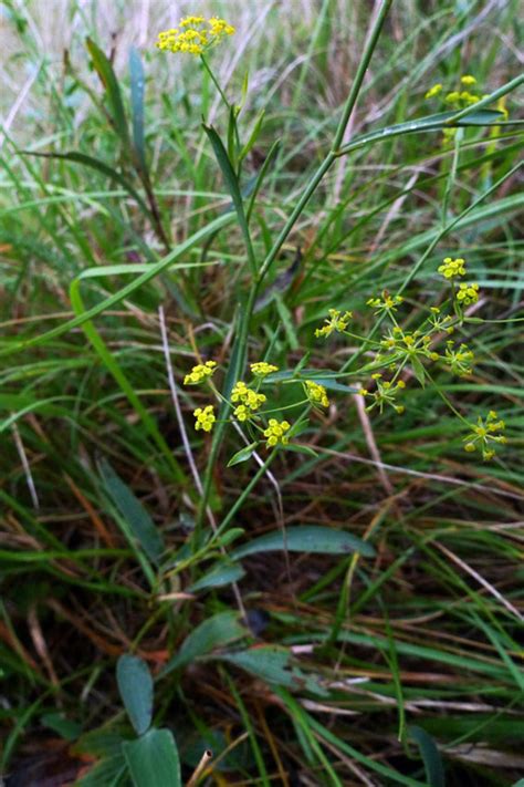 Bupleurum Falcatum Subsp Falcatum Burgenland Flora