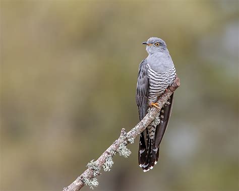 Common Cuckoo Bird