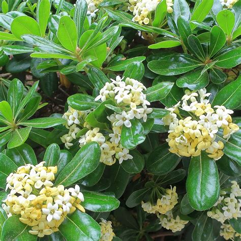 Pittosporum Tobira Variegata