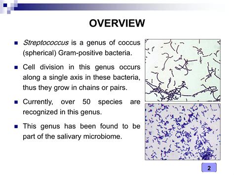 Medical Microbiology Laboratory Streptococcus Spp Pdf