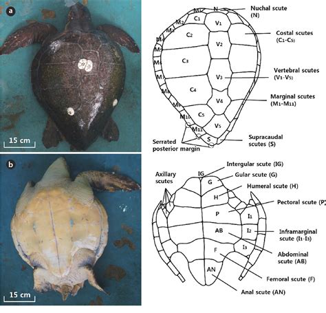Figure 3 From First Detailed Morphological Description Of The
